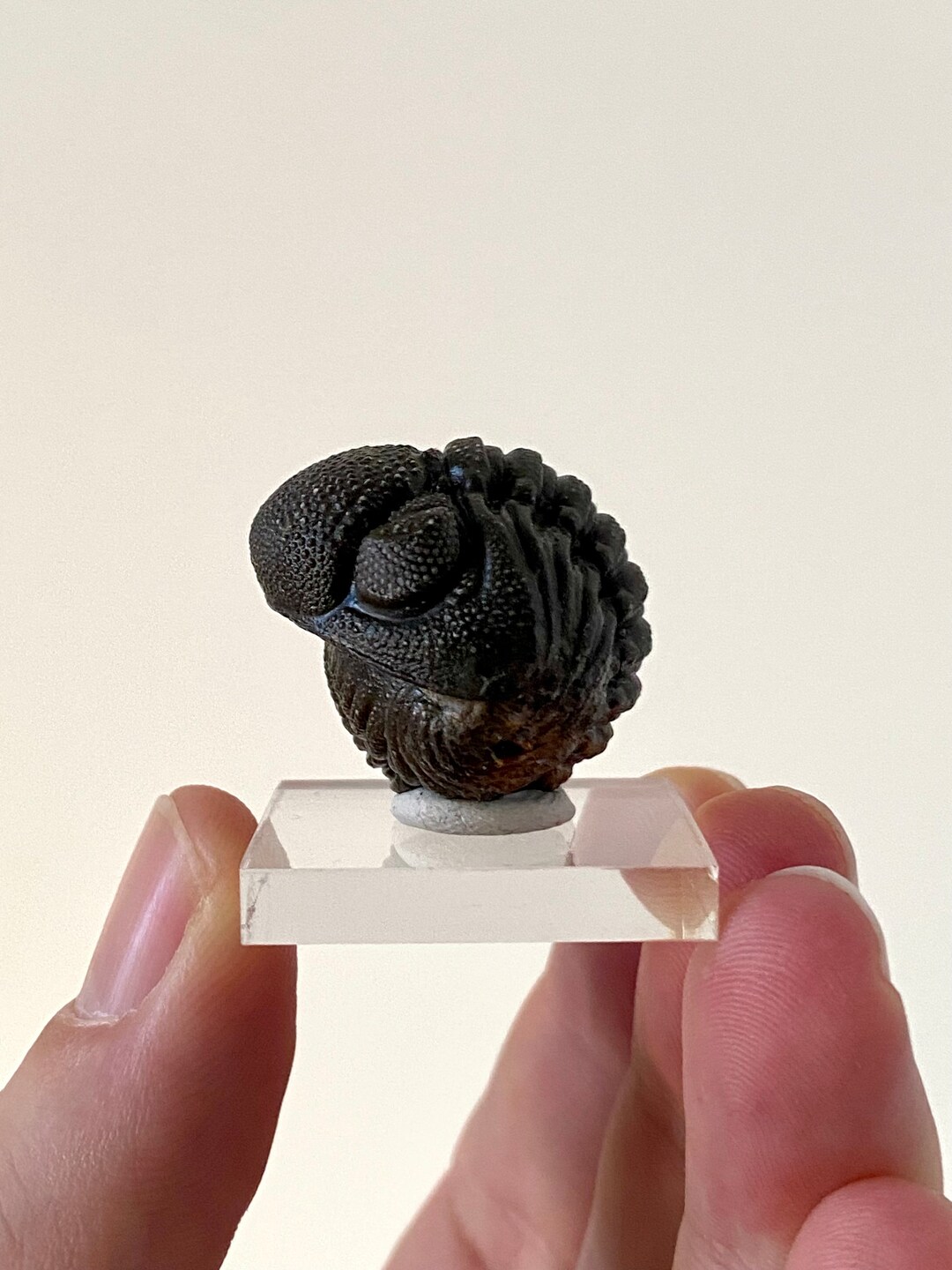 Morocops Fossil Trilobite Rolled Up, Devonian Age - Etsy