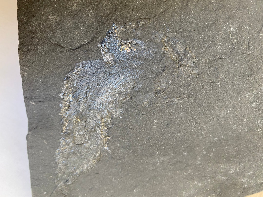 Fossil Fish, Paleoniscum Freieslebeni, Pyritized - Etsy