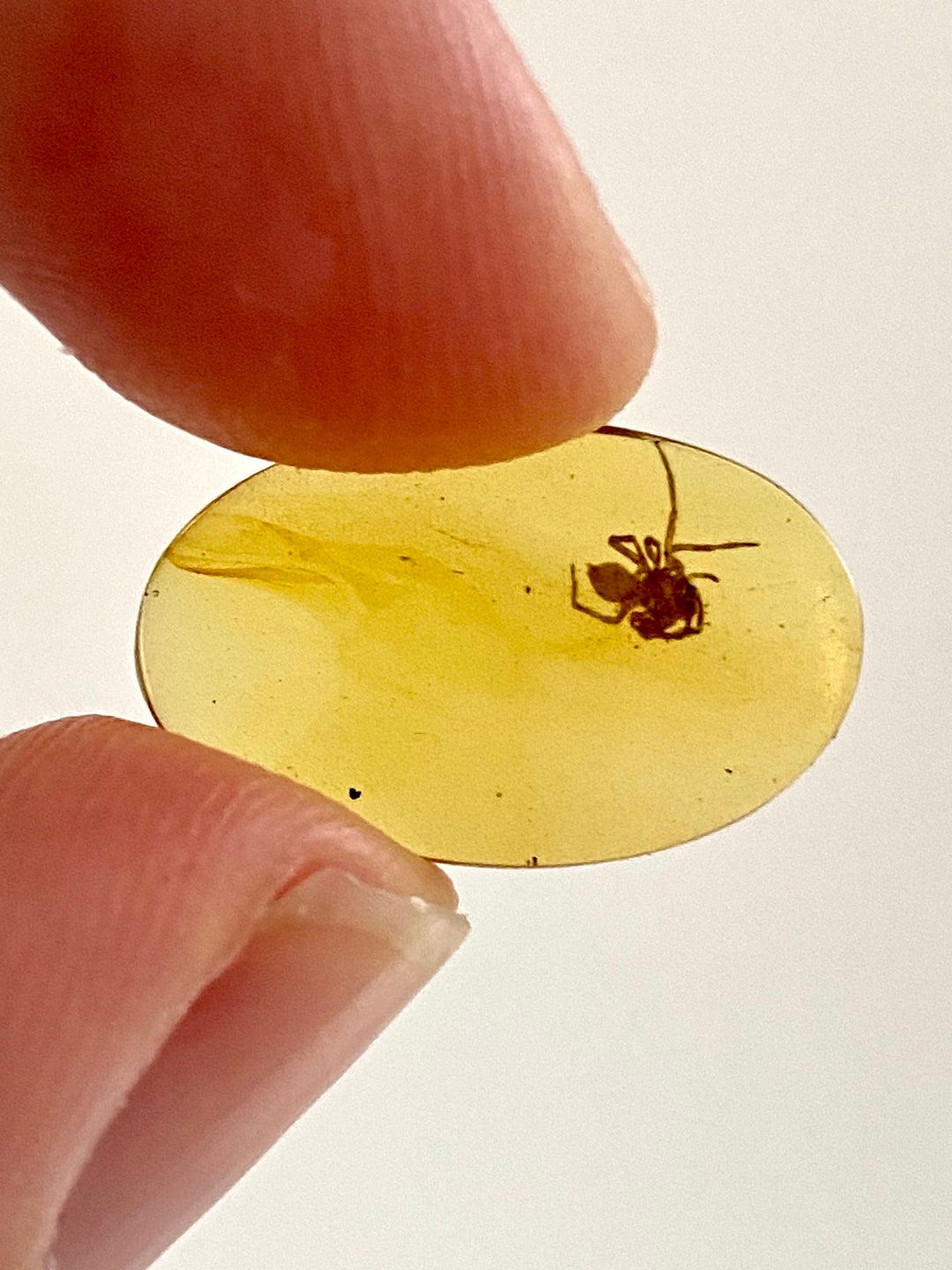 Spider in Burmese Amber, Fossil Tree Resin - Etsy