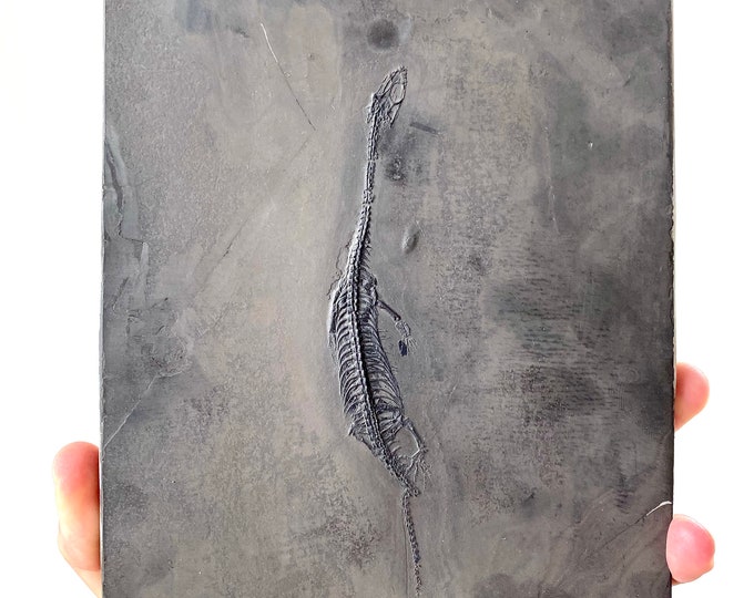 5.61" Keichousaurus Hui Fossil, Marine Reptile, Triassic - Etsy