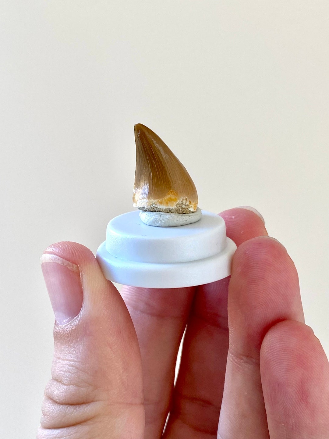 Mosasaur Tooth Fossil in Small Acrylic Bell Jar - Etsy