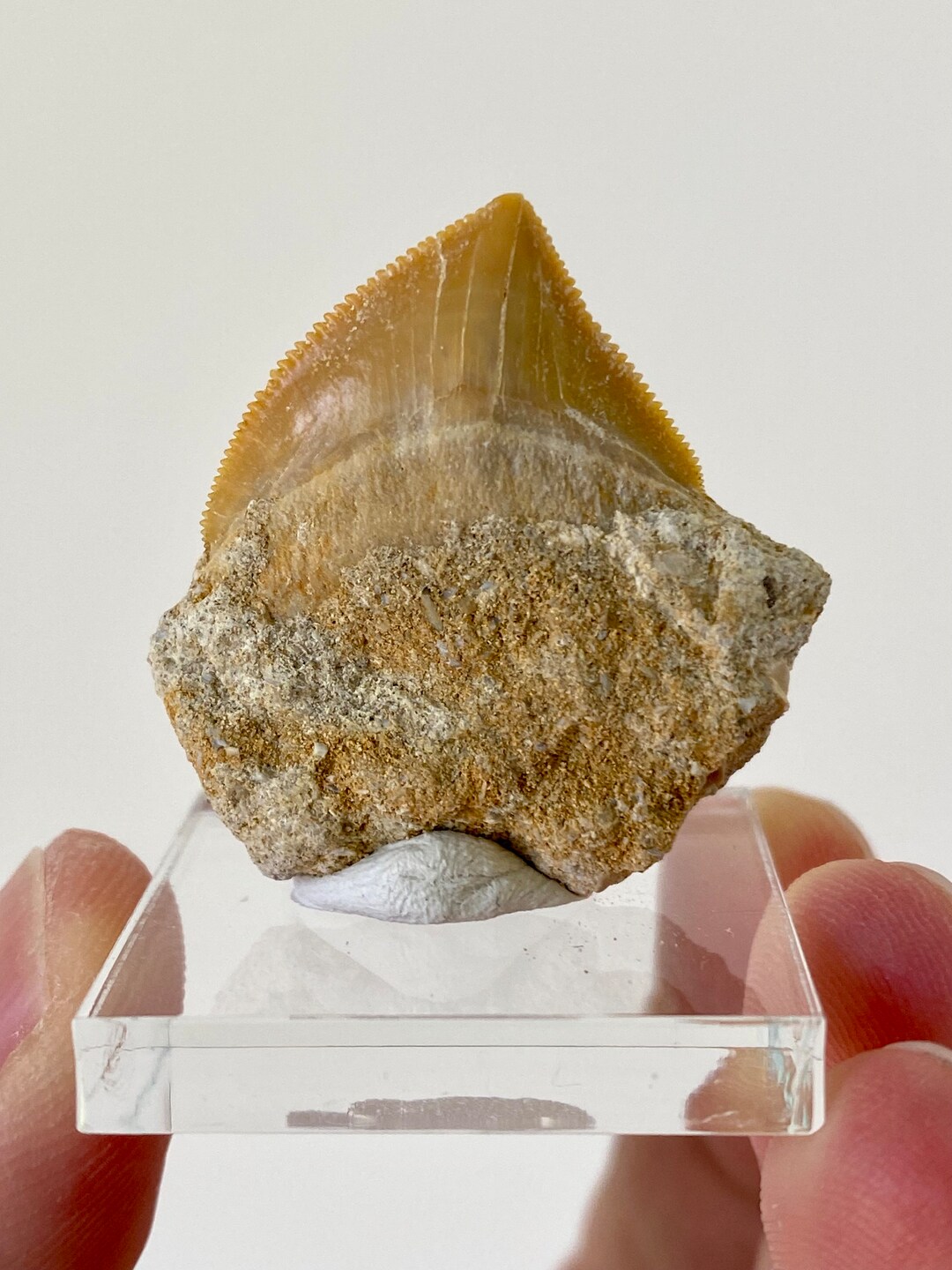 Squalicorax Shark Tooth Fossil - Etsy