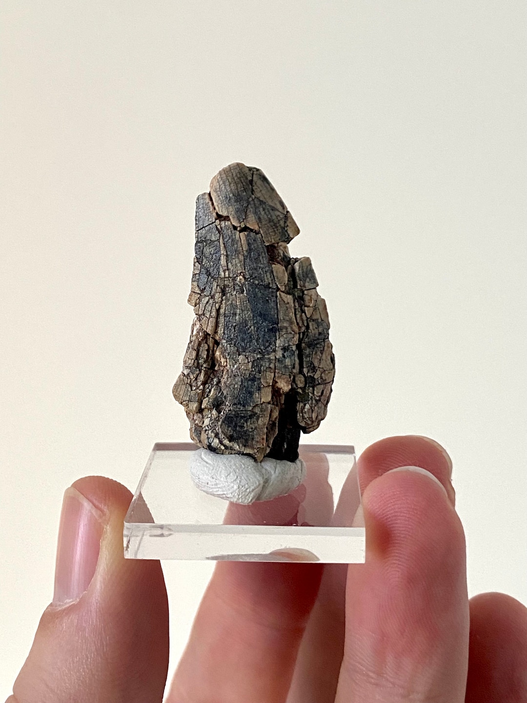 Rare Dinosaur Fossil Tooth Afrovenator Abakensis, Megalosaurid 4.1cm - Etsy