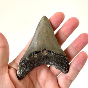 Megalodon Shark Tooth Fossil From USA - Etsy