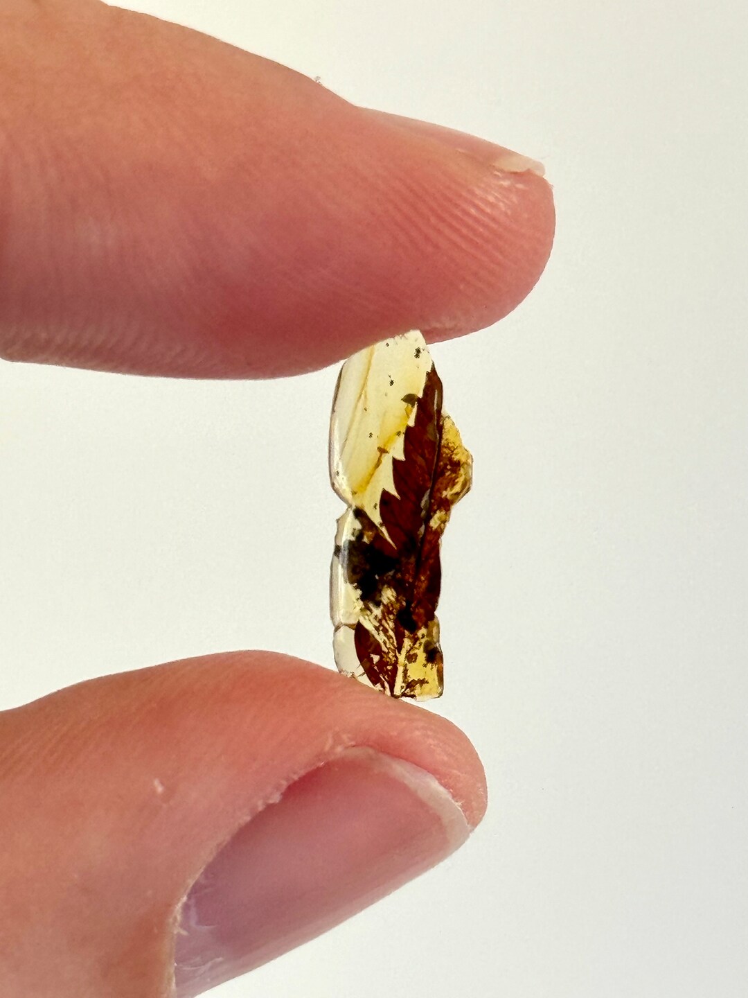 Burmese Amber With Leaf, Fern Species burmite Amber - Etsy