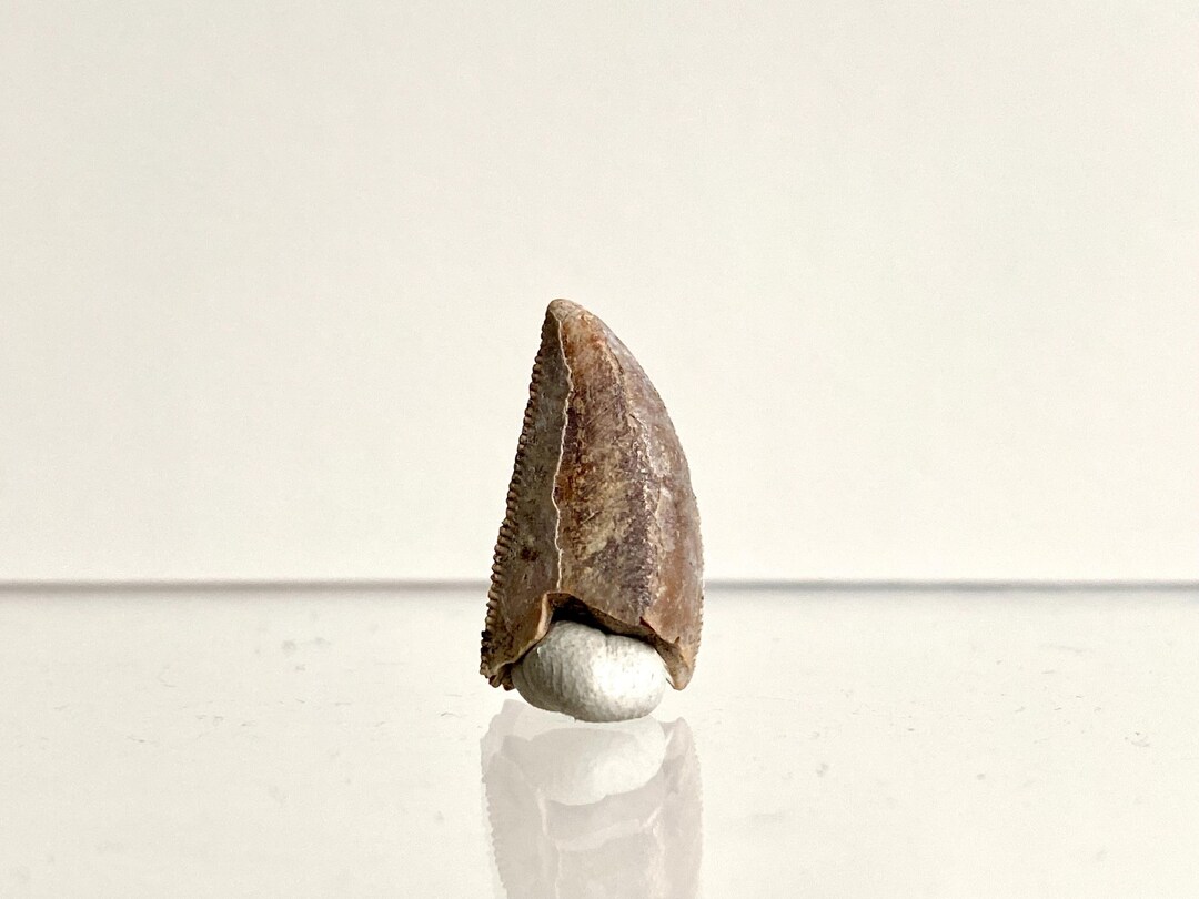 0.73" Majungasaurus Tooth, Rare Theropod Dinosaur Fossil Tooth - Etsy