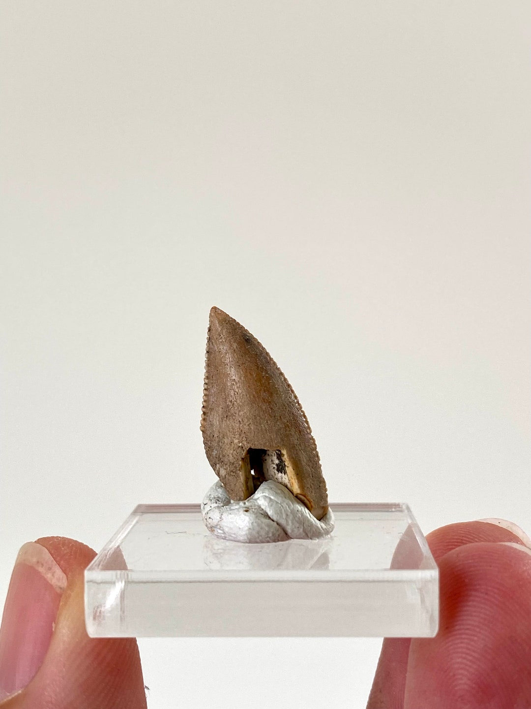 0.94" Majungasaurus Tooth, Rare Theropod Dinosaur Tooth Fossil on ...