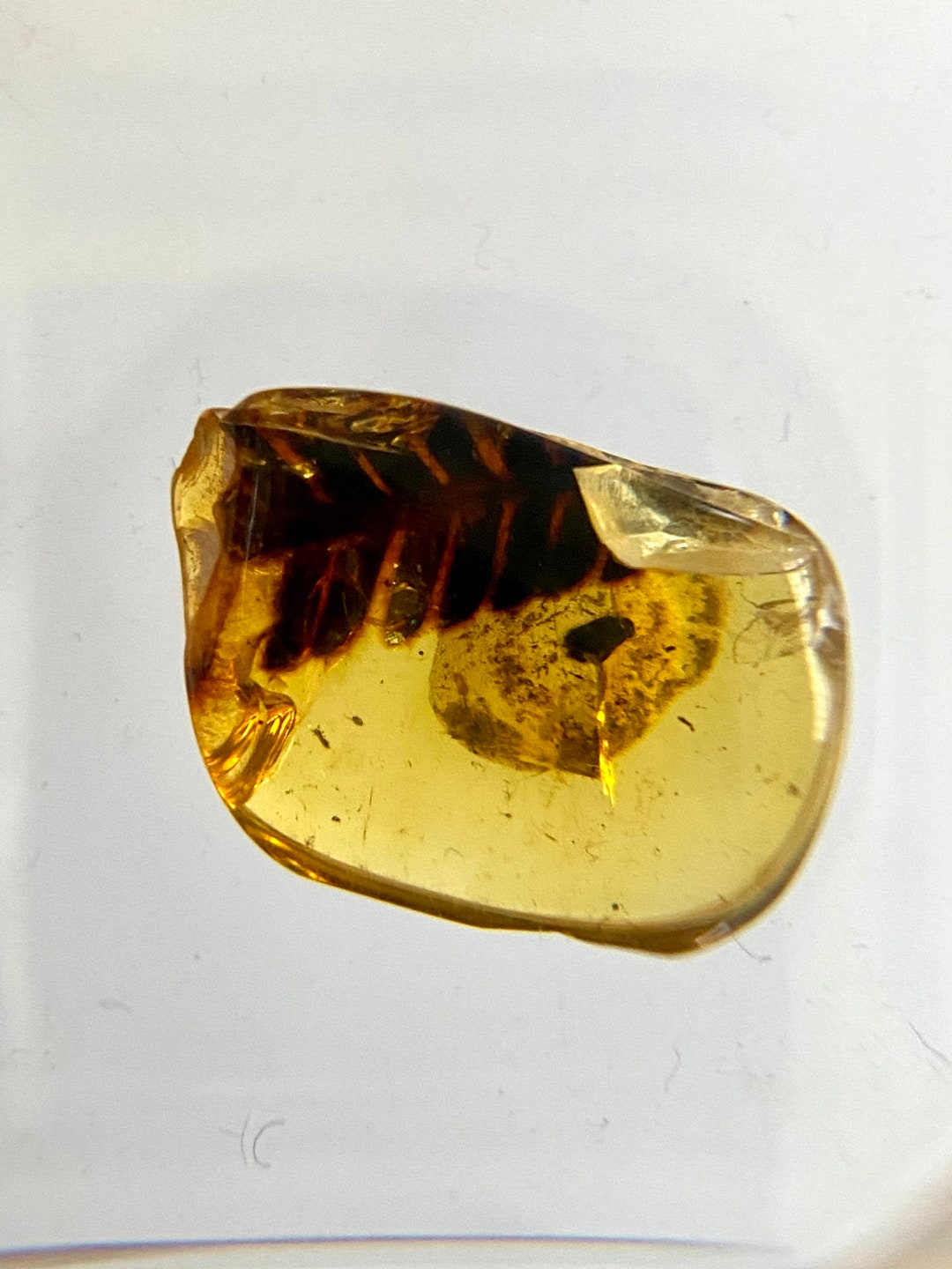 Burmese Amber With Plant Leaf Inclusion Fossil Resin - Etsy