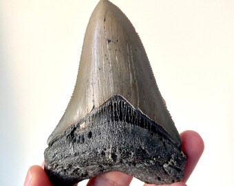 Megalodon Shark Tooth Fossil From USA - Etsy