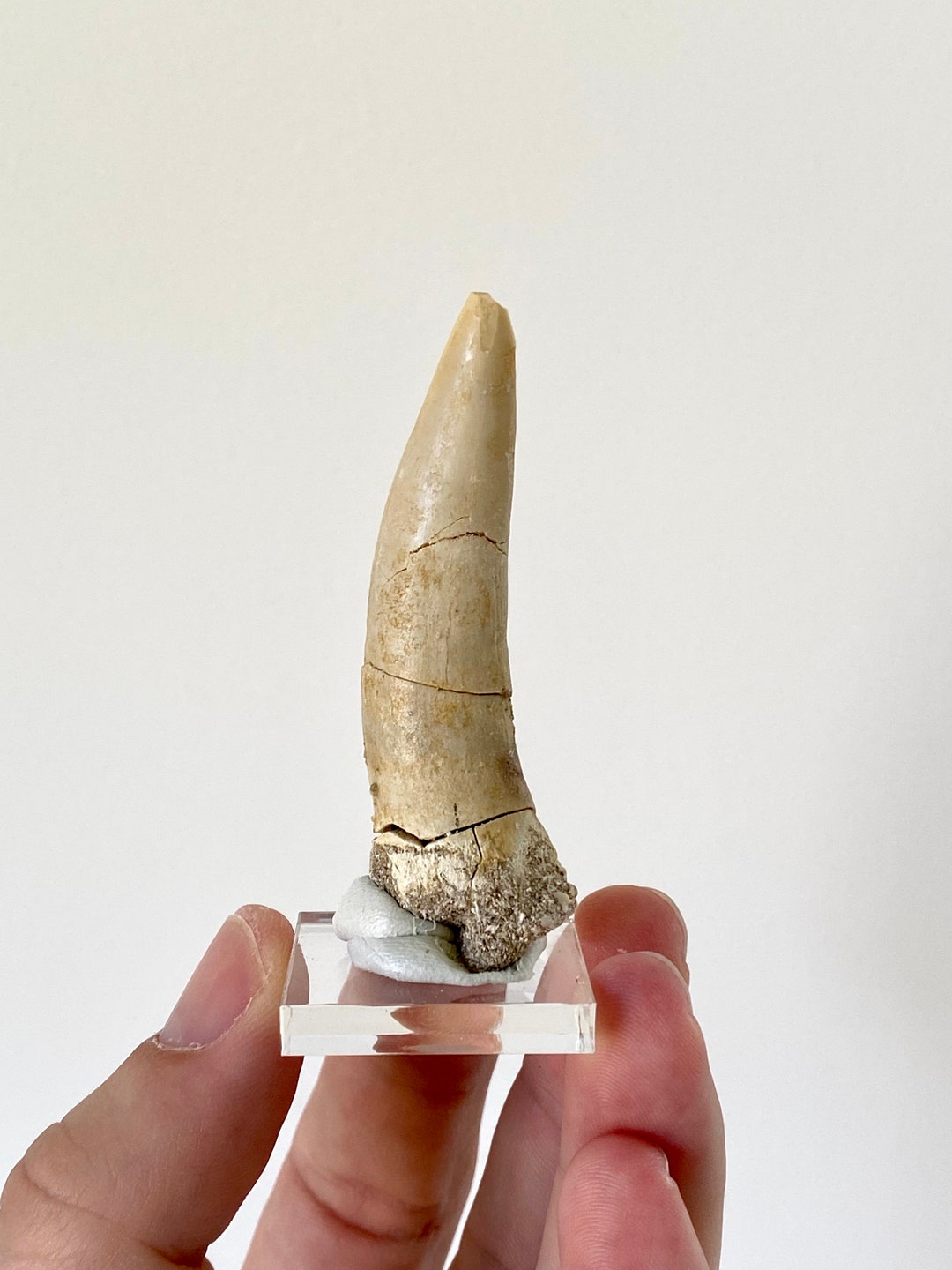 Enchodus Libycus Fossil Fish Tooth (6cm) - Etsy