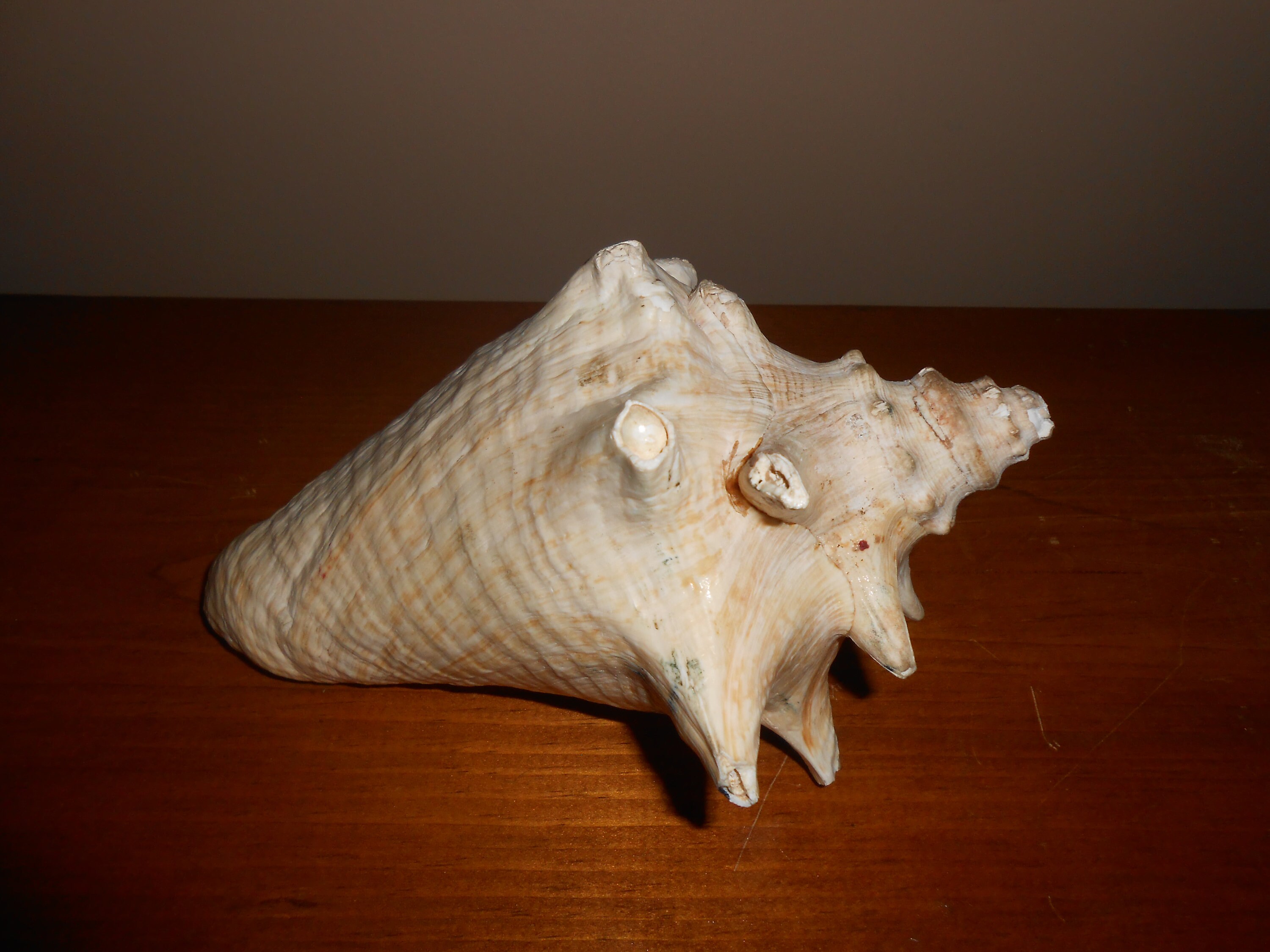 Large Conch Seashell Scenery Painted | Etsy