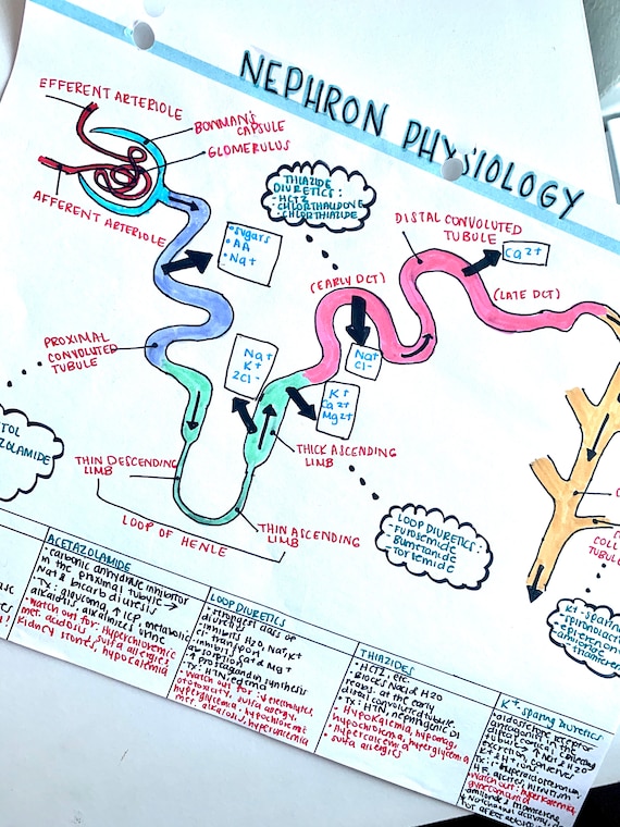 Nephron Physiology Quick Reference and Diagram | Etsy