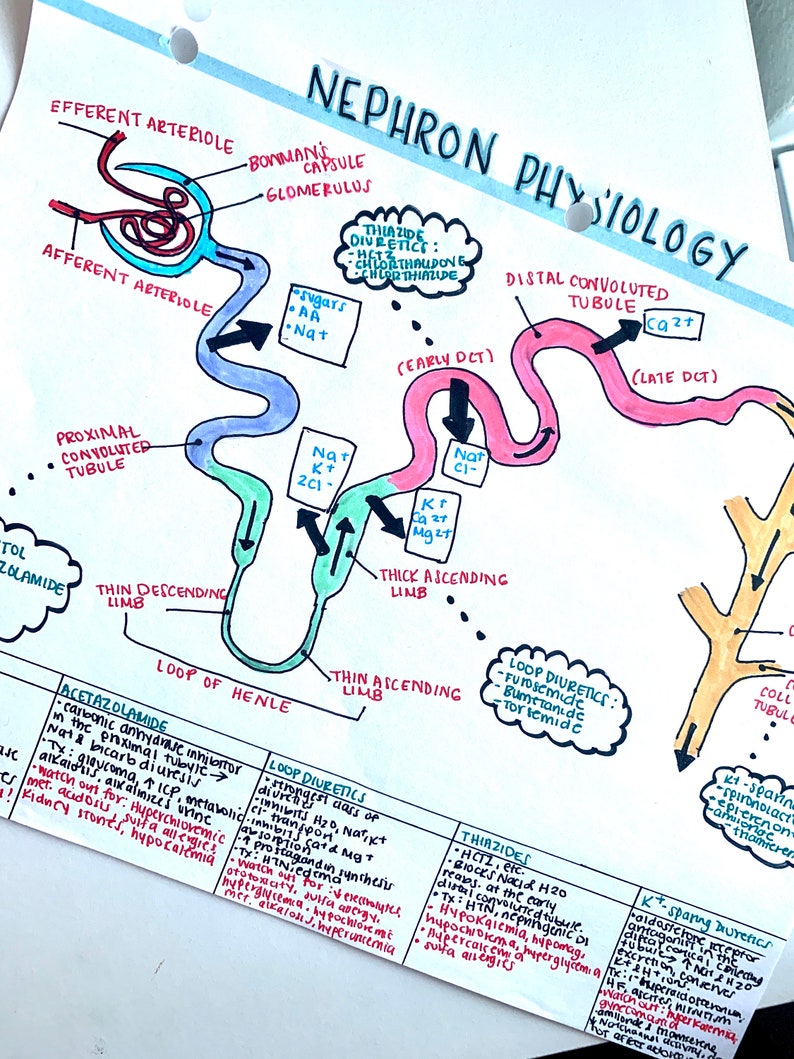 Nephron Physiology Quick Reference and Diagram - Etsy