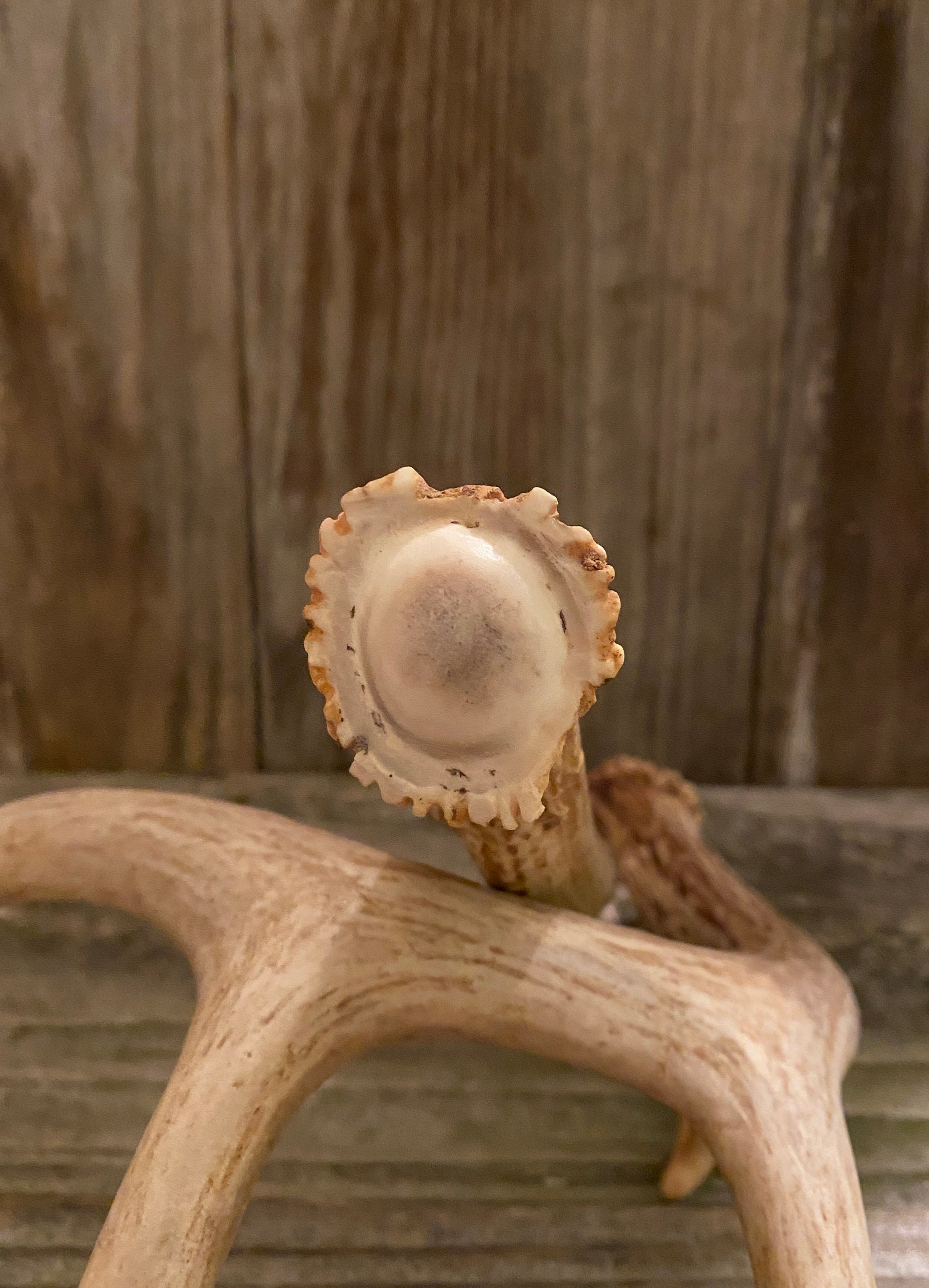 White Tail Antler Handled Vegetable Peeler - Etsy