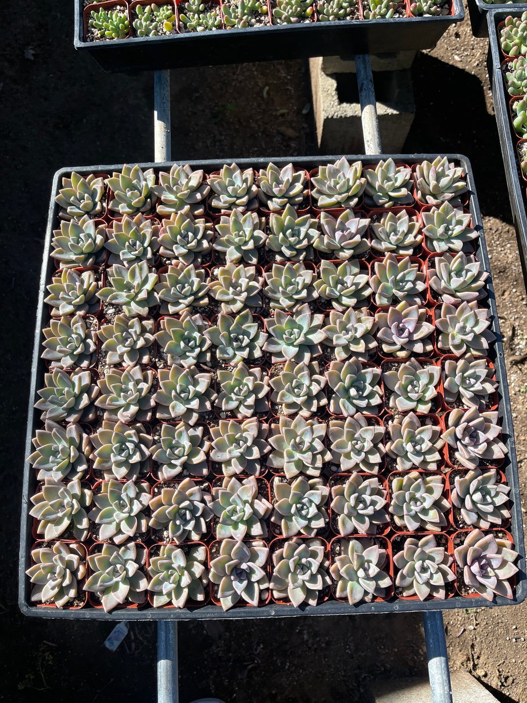 64pk 2 Graptoveria Paraguayense Ghost Plant BULK WHOLESALE - Etsy