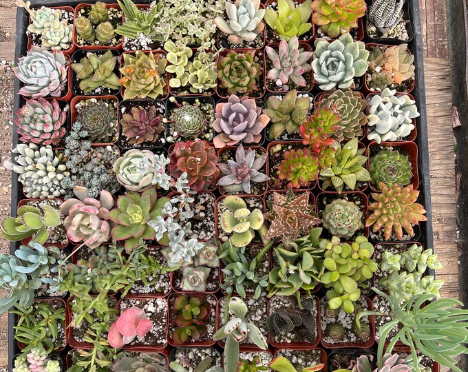 Assorted Live Rooted Succulent Plugs Great for Baby Showers, Wedding ...