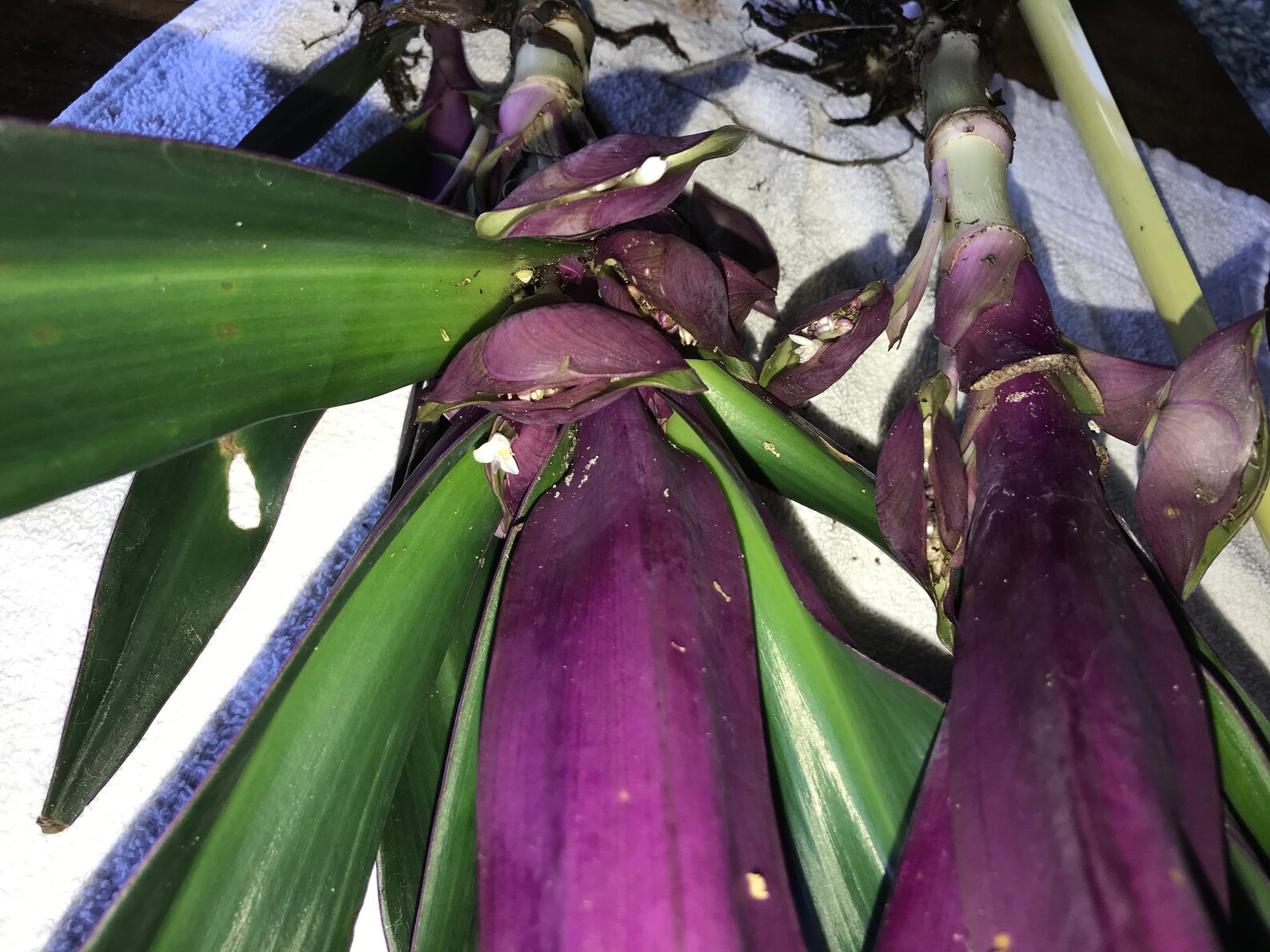 Dwarf Moses in the Cradle/ Boat Lily/ Oyster Plant - Etsy