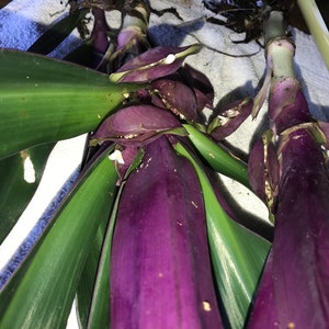 Dwarf Moses in the Cradle/ Boat Lily/ Oyster Plant - Etsy