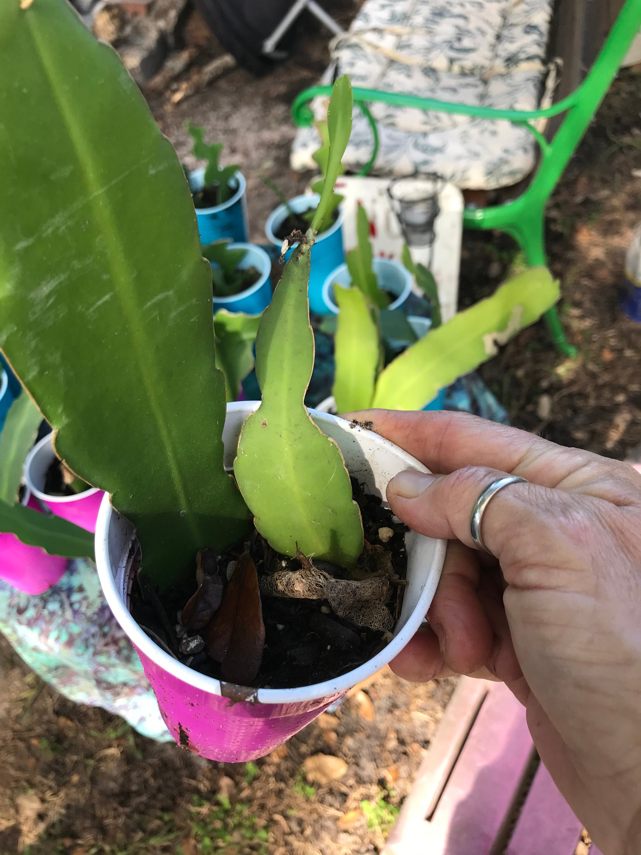 Epiphyllum “hookerii” Night Blooming Cereus/ Orchid Cactus - Etsy