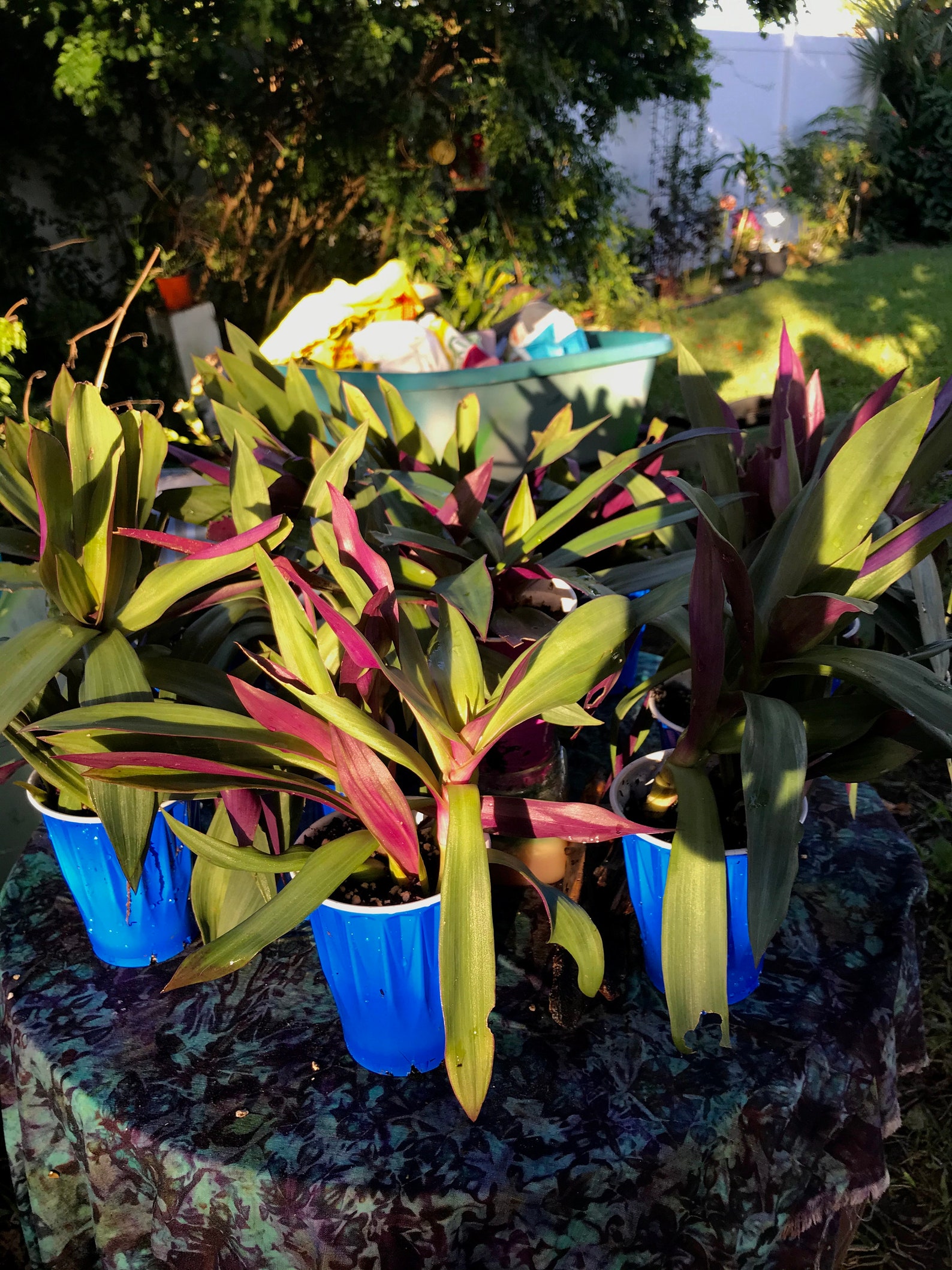 Dwarf Moses in the Cradle/ Boat Lily/ Oyster Plant - Etsy