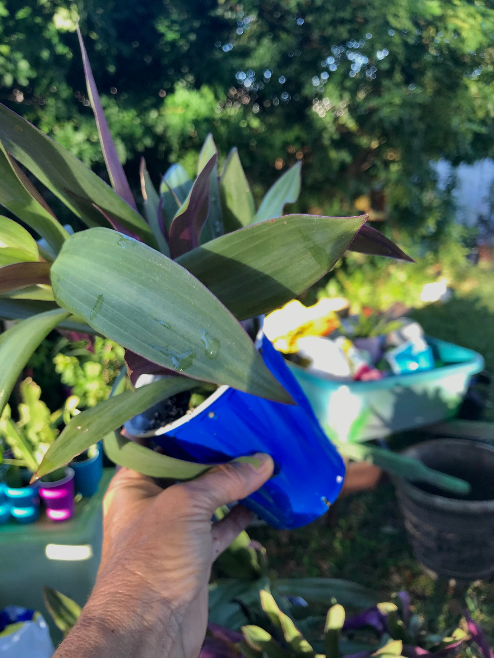 Dwarf Moses in the Cradle/ Boat Lily/ Oyster Plant - Etsy