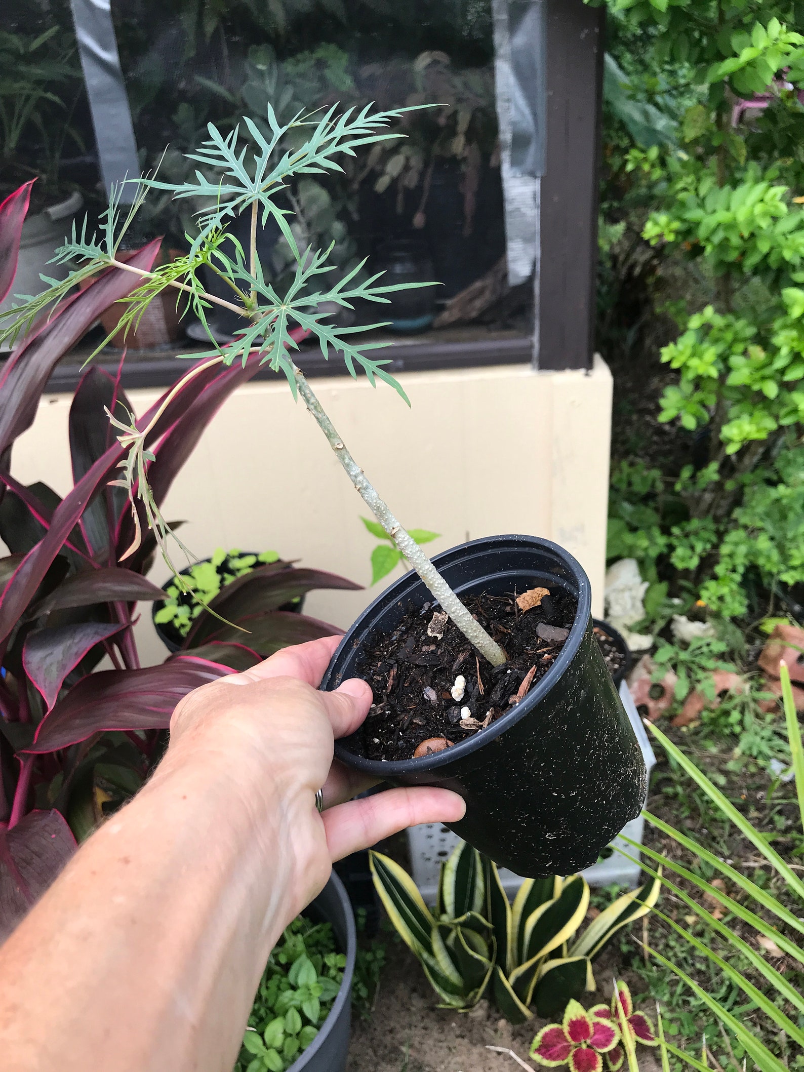 Coral Bush/ Jatropha Multifida/ Young Euphora Starter Plant - Etsy