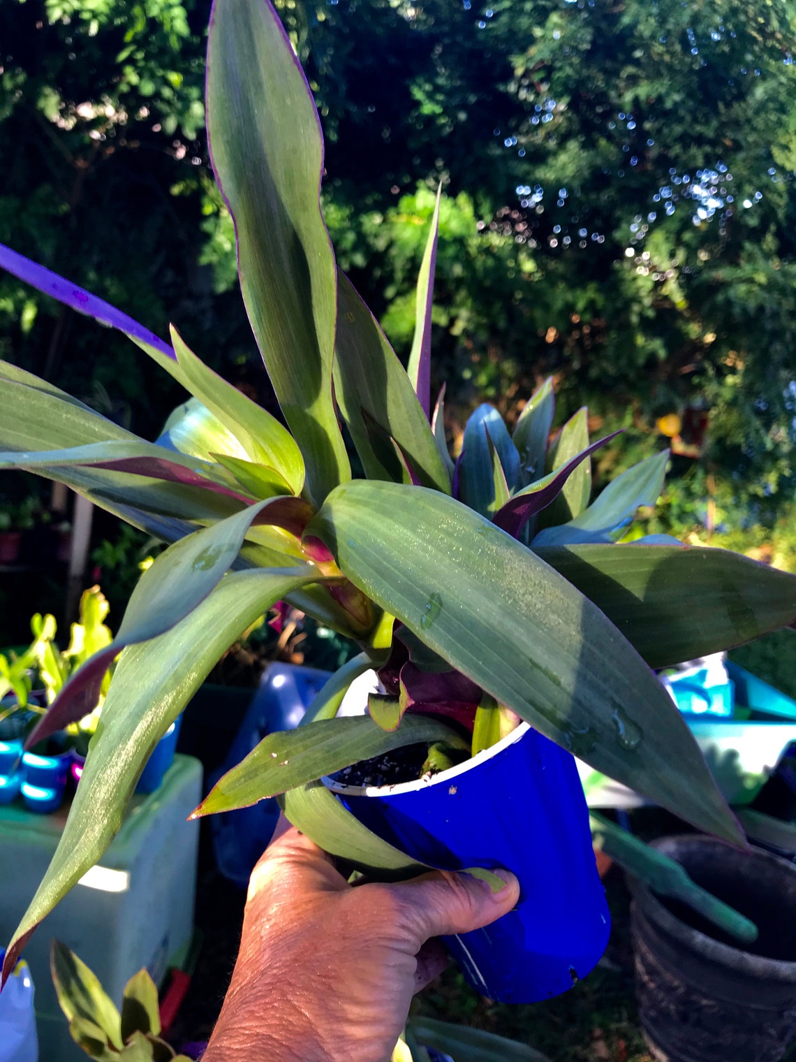 Dwarf Moses in the Cradle/ Boat Lily/ Oyster Plant - Etsy