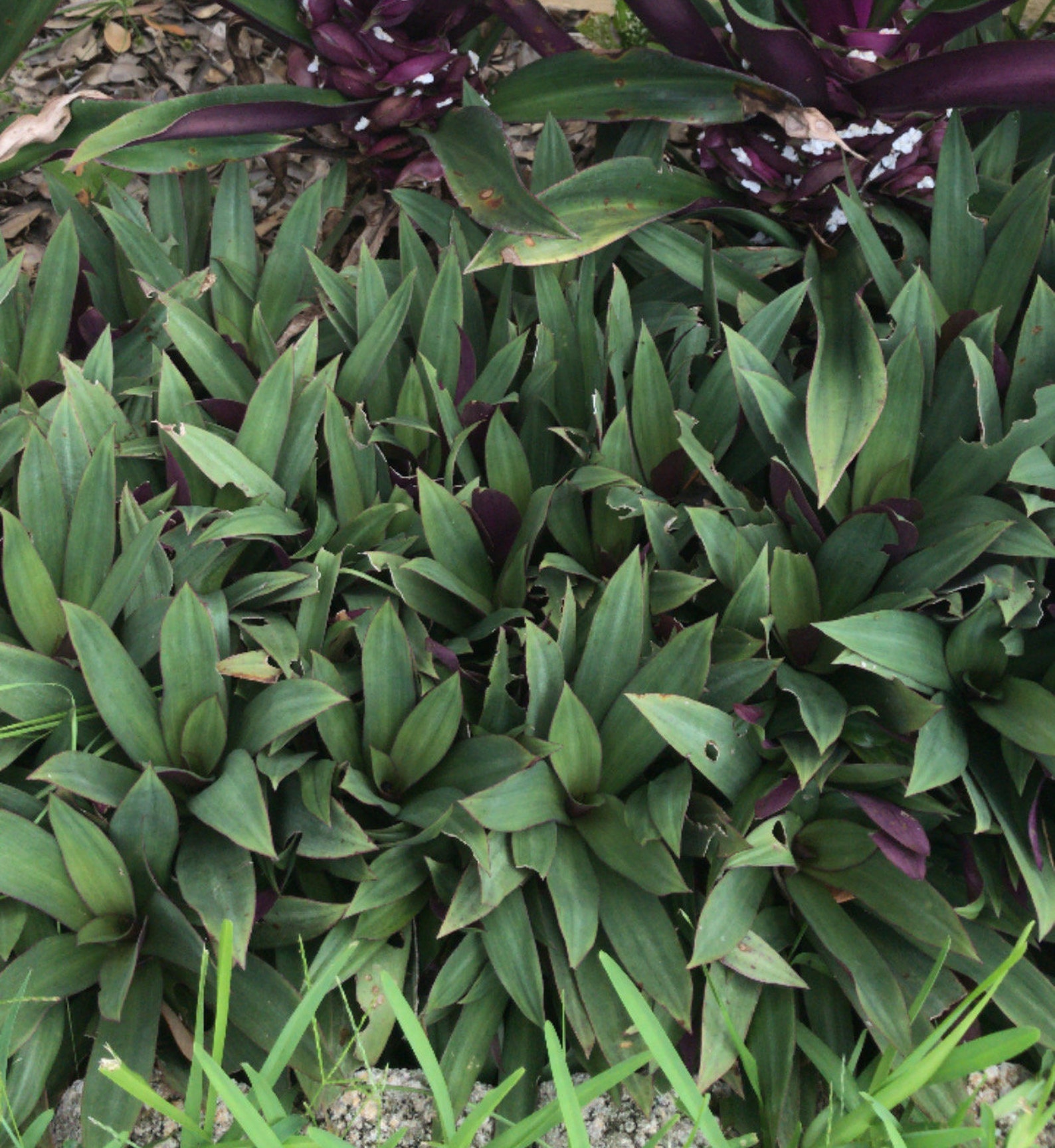 Dwarf Moses in the Cradle/ Boat Lily/ Oyster Plant - Etsy