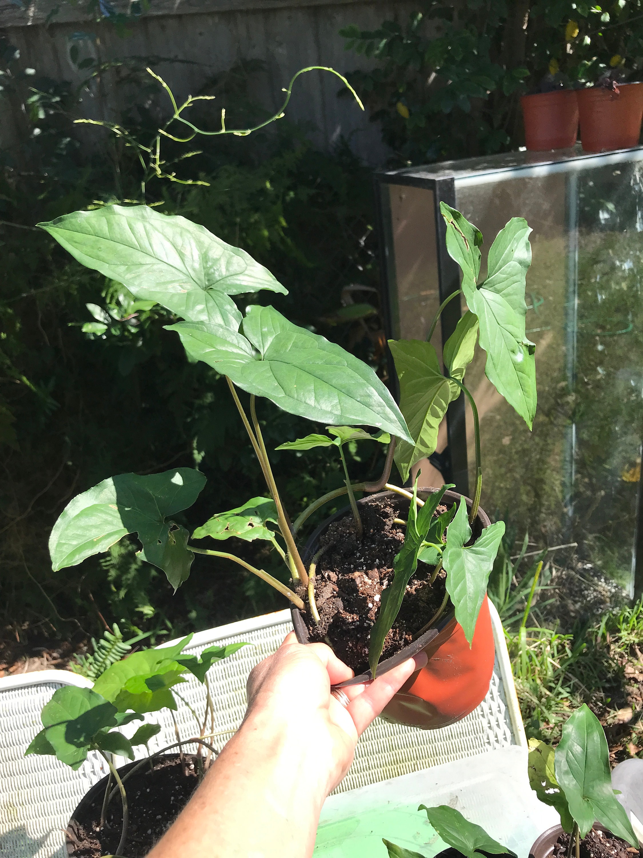 Syngonium Neglectum - Etsy