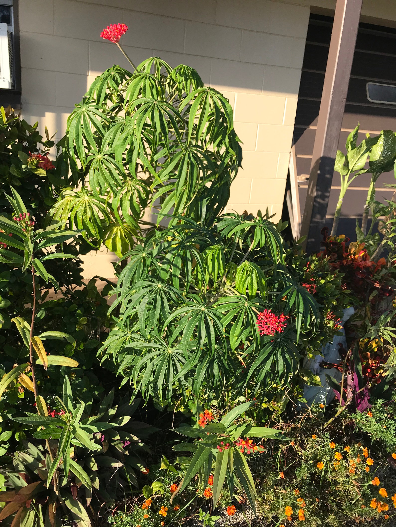 Coral Bush/ Jatropha Multifida/ Young Euphora Starter Plant - Etsy