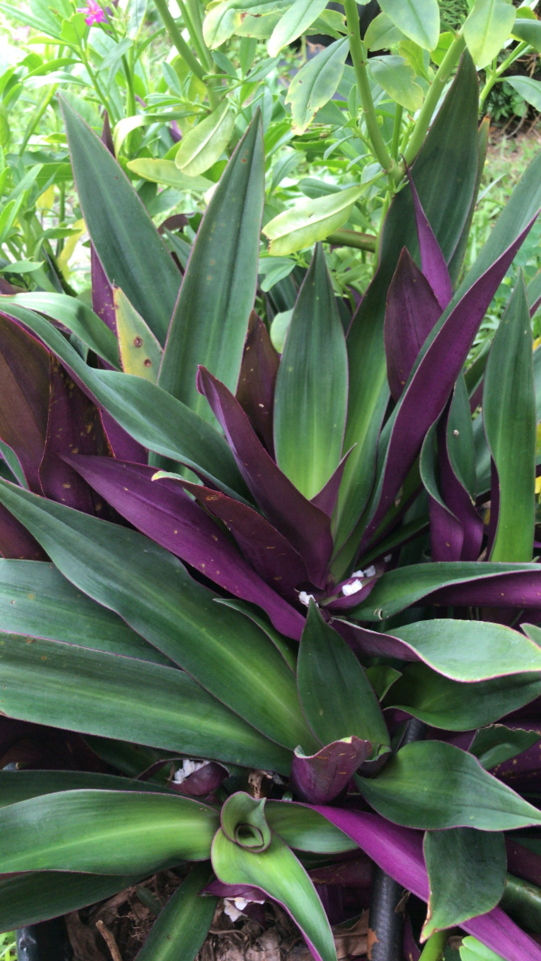 Dwarf Moses in the Cradle/ Boat Lily/ Oyster Plant - Etsy