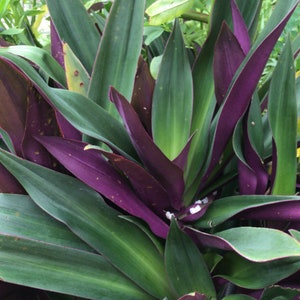 Dwarf Moses in the Cradle/ Boat Lily/ Oyster Plant - Etsy