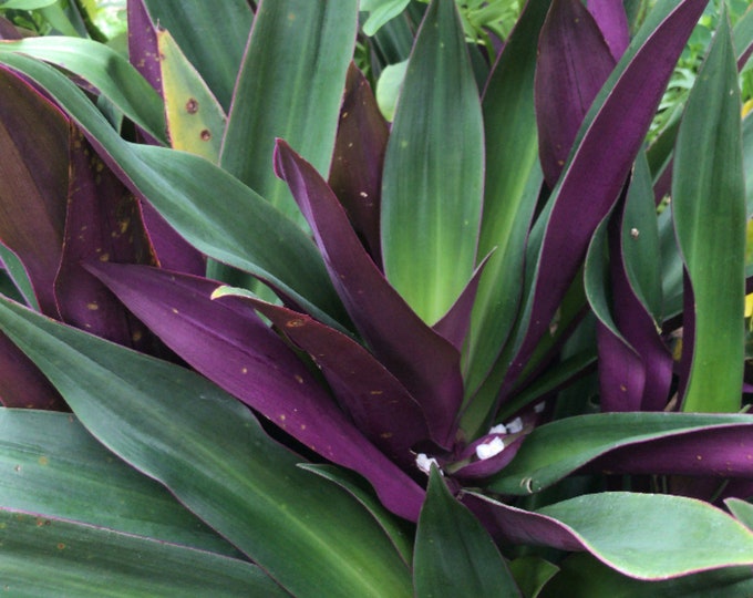 Dwarf Moses in the Cradle/ Boat Lily/ Oyster Plant - Etsy