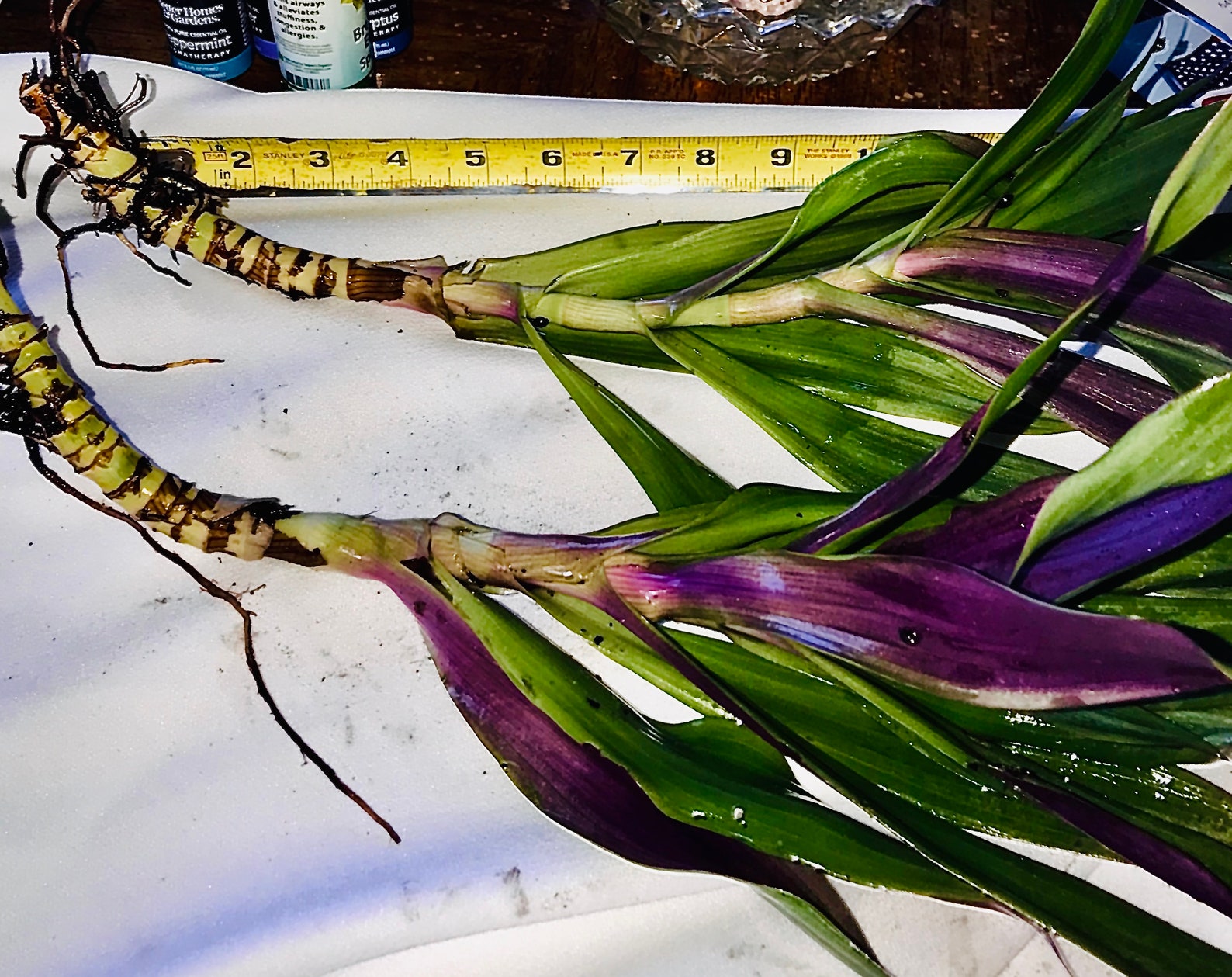 Dwarf Moses in the Cradle/ Boat Lily/ Oyster Plant - Etsy