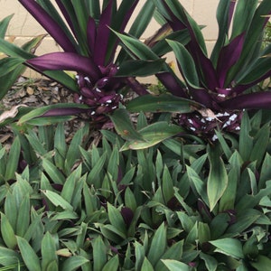 Dwarf Moses in the Cradle/ Boat Lily/ Oyster Plant - Etsy