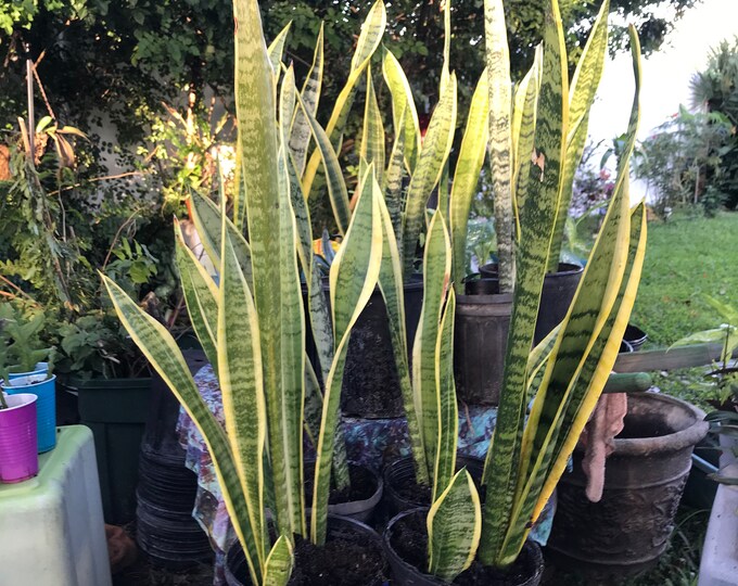 5 in 1 Sansevieria Snake Plant Bundle(2 Black Coral, 2 Laurentii, and 1 ...