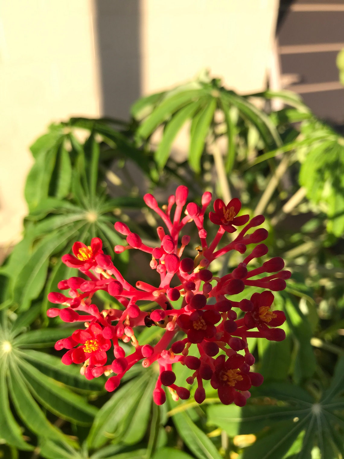 Coral Bush/ Jatropha Multifida/ Young Euphora Starter Plant - Etsy