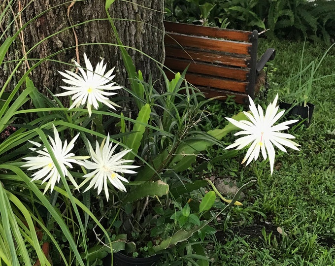 Epiphyllum “hookerii” Night Blooming Cereus/ Orchid Cactus - Etsy