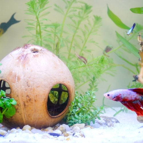 Aquarium Coconut Shell Cave Pleco Cave Cichlid Betta Fish - Etsy