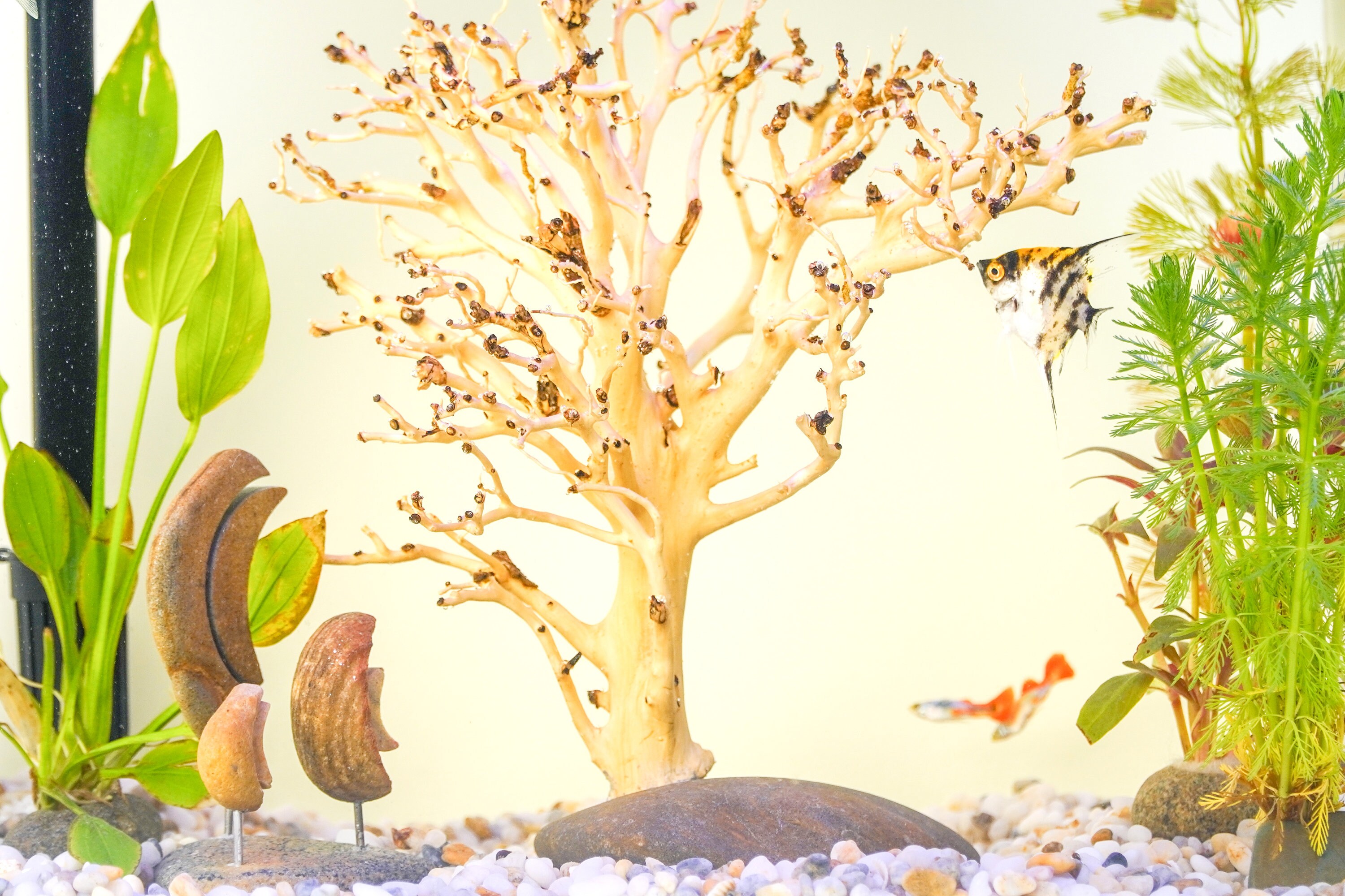 Aquarium Driftwood Aquarium Plants Driftwood Aquarium | Etsy