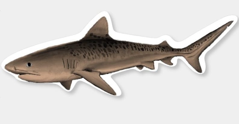Toned Tan Tiger Shark Sticker - Etsy