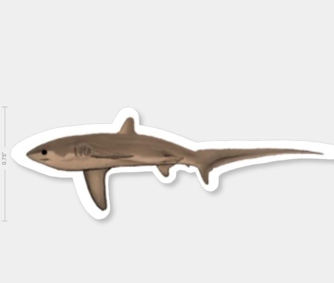 Toned Tan Thresher Shark Sticker - Etsy