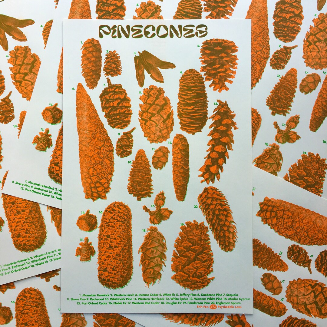 Riso Print Pinecone Identification Poster - Etsy