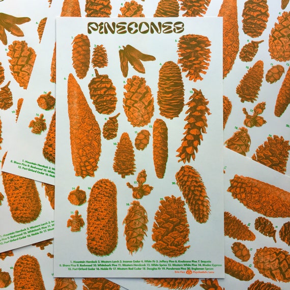 Riso Print Pinecone Identification Poster - Etsy