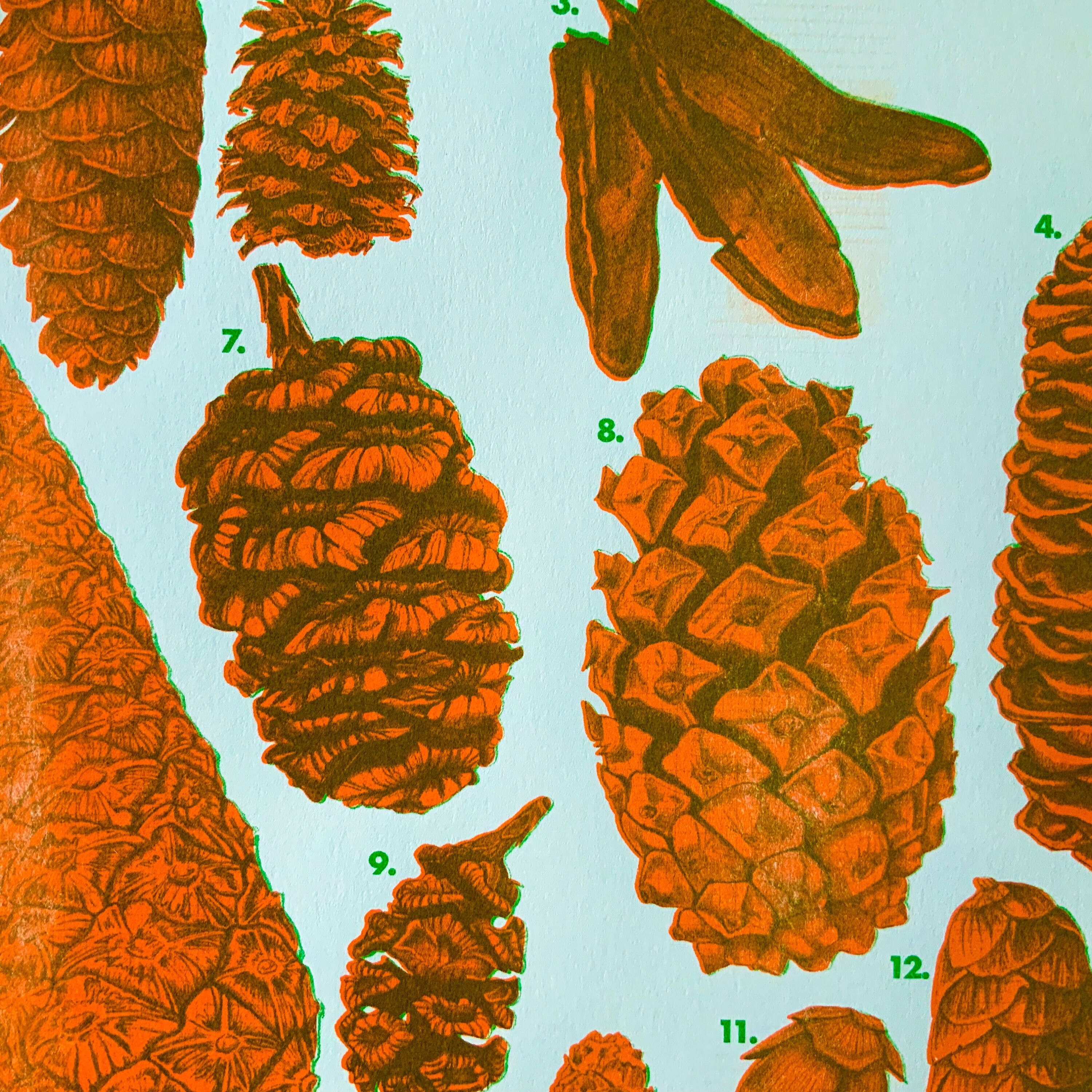 Riso Print Pinecone Identification Poster - Etsy