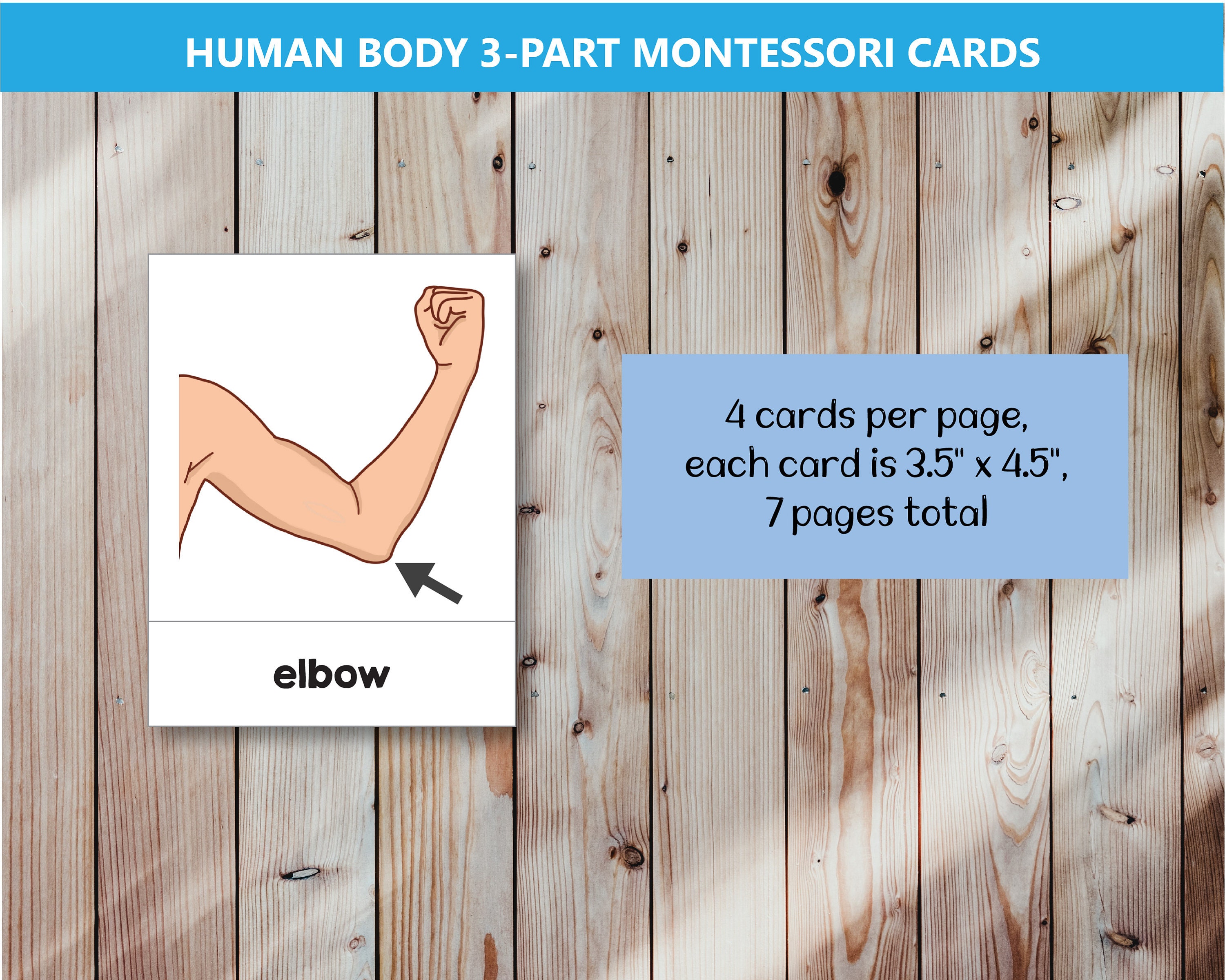 Human Body 3-part Montessori Cards, Printable Anatomy Flashcards for ...