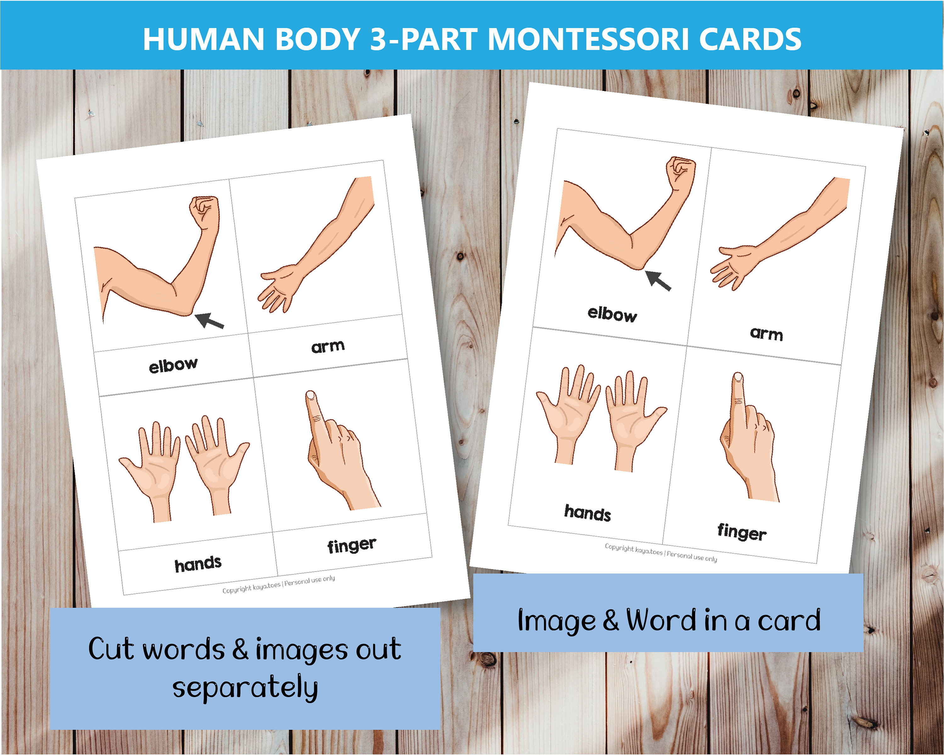 Human Body 3-part Montessori Cards, Printable Anatomy Flashcards for ...
