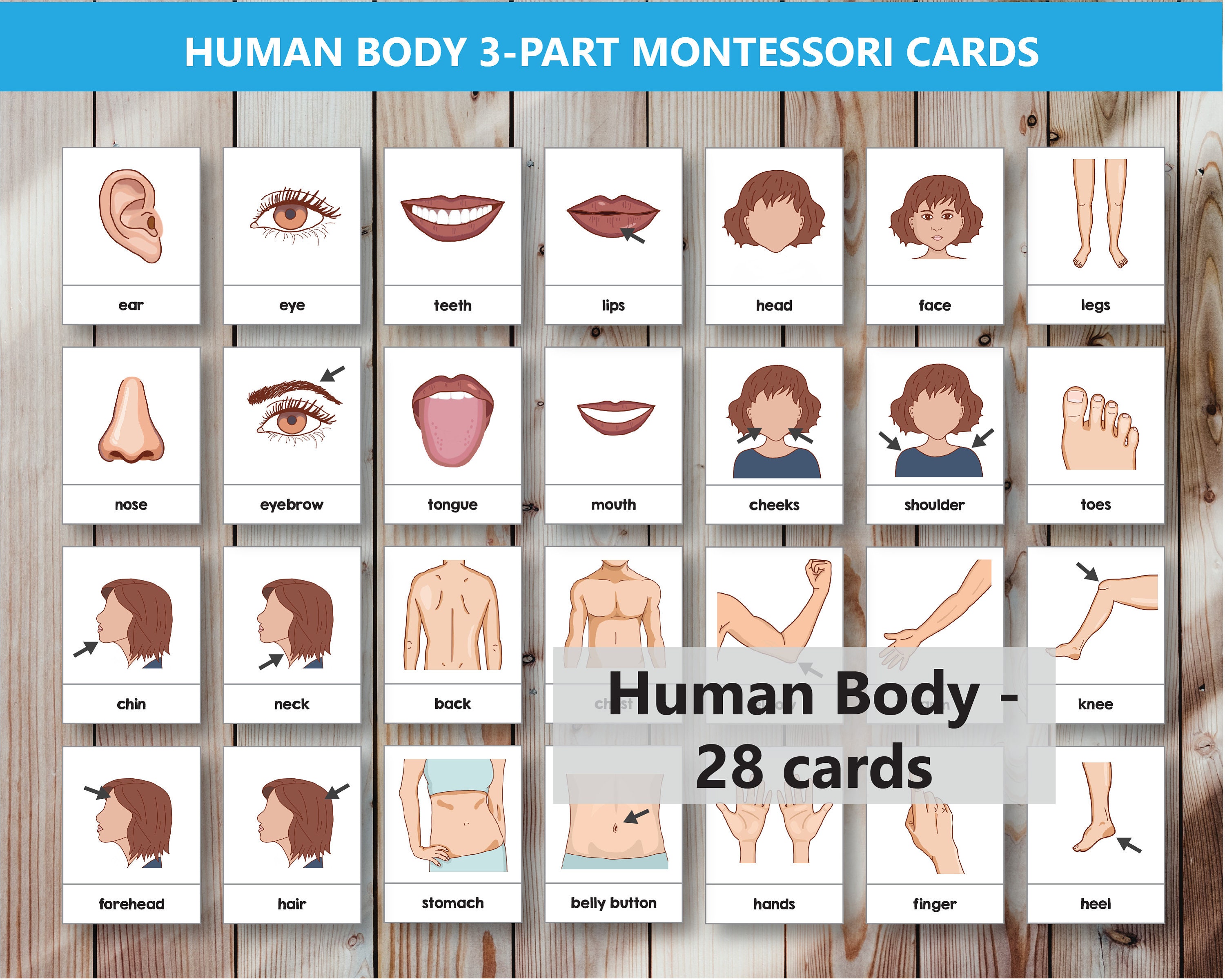 Human Body Montessori Cards: Anatomy Flashcards (digital Download) - Etsy