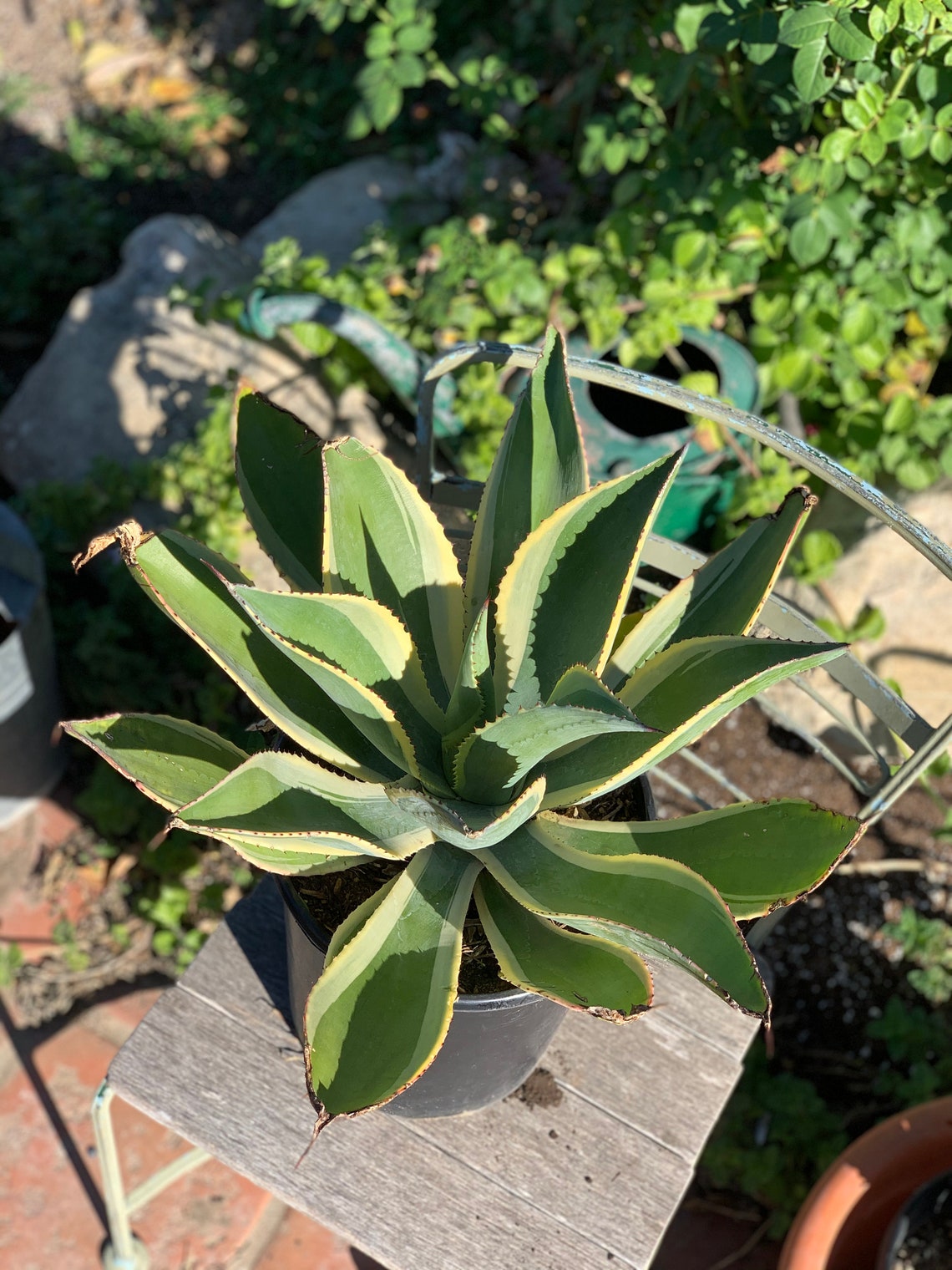 5 Gallon Agave Multi Colored. Ships Dry Root. FREE SHIPPING - Etsy