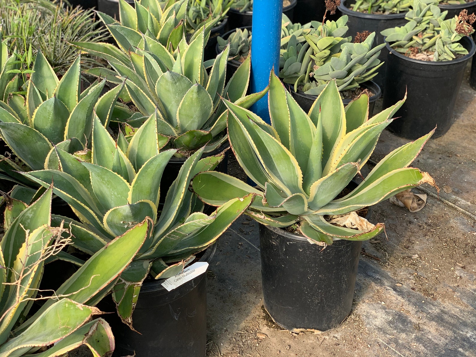 5 Gallon Agave Multi Colored. Ships Dry Root. FREE SHIPPING - Etsy